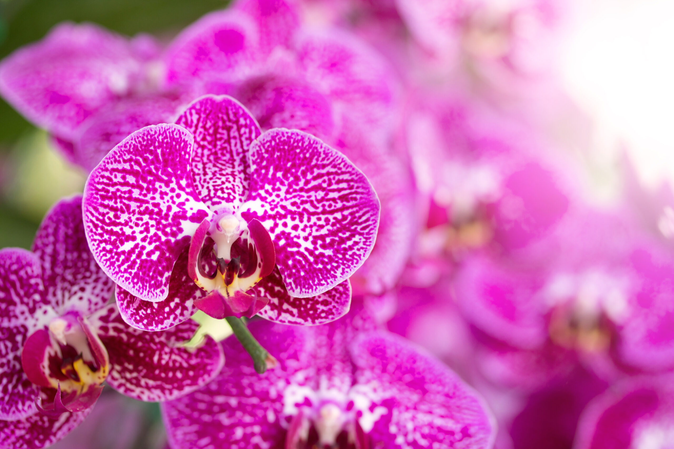 The Best Valentine’s Day Flowers and Their Meanings